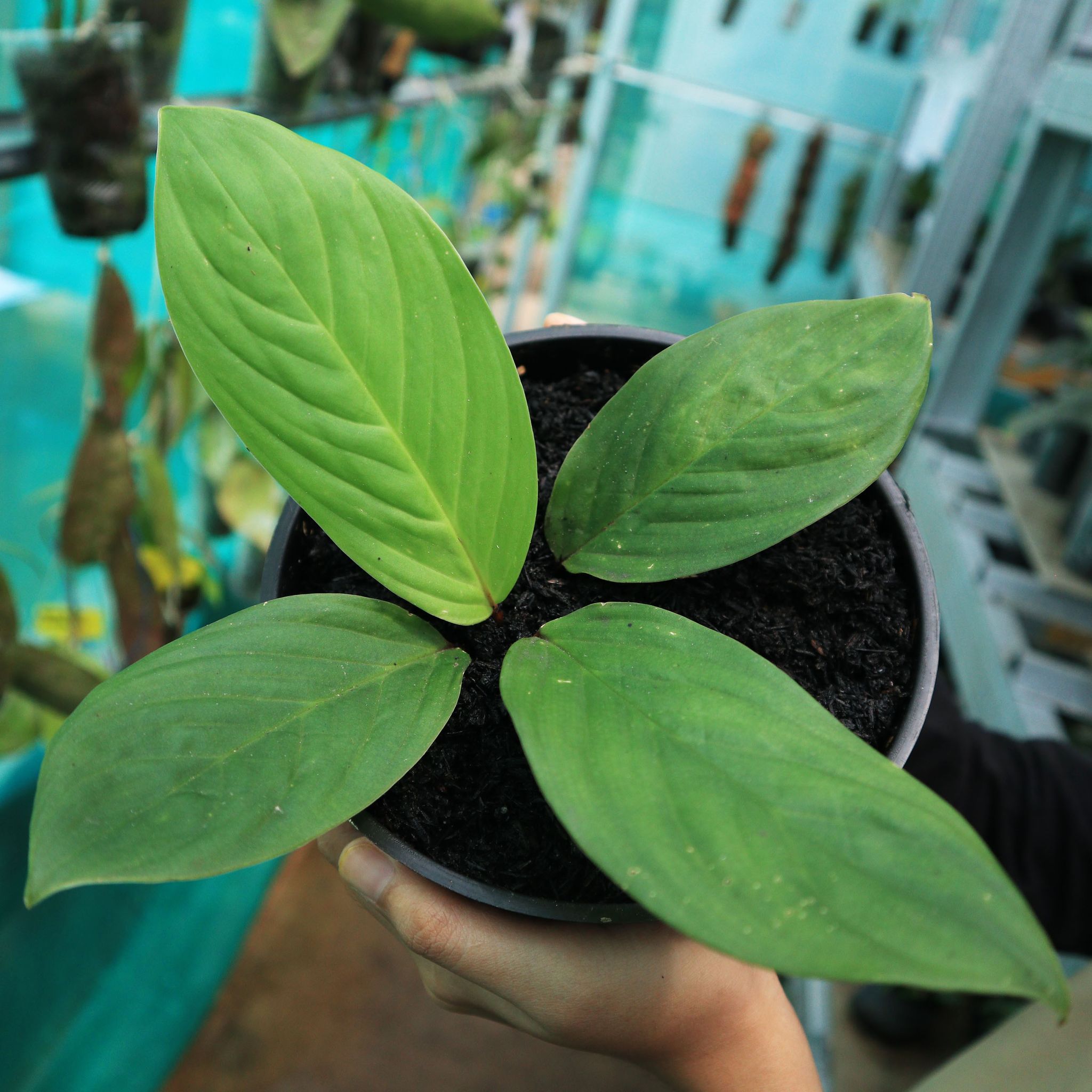 Homalomena Green - Borneo Aquatic