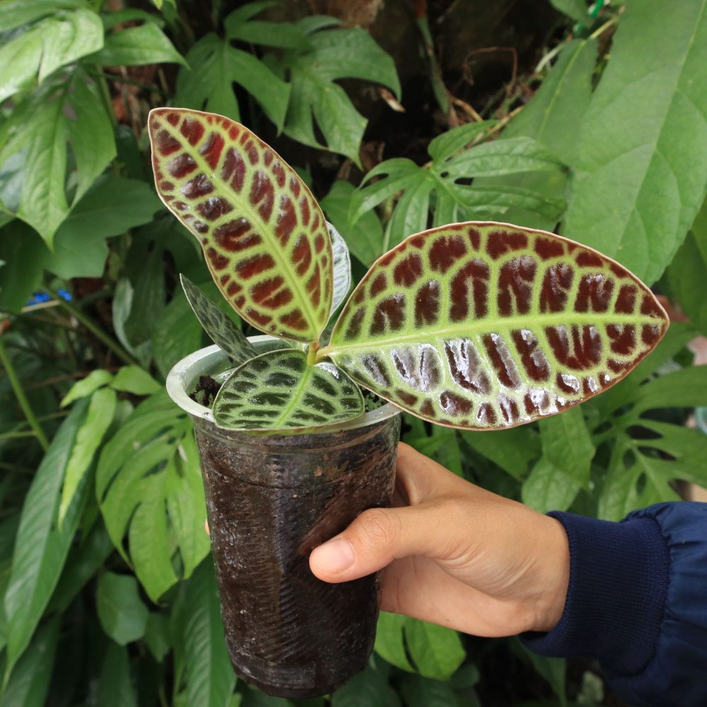 Labisia Archives - Borneo Aquatic