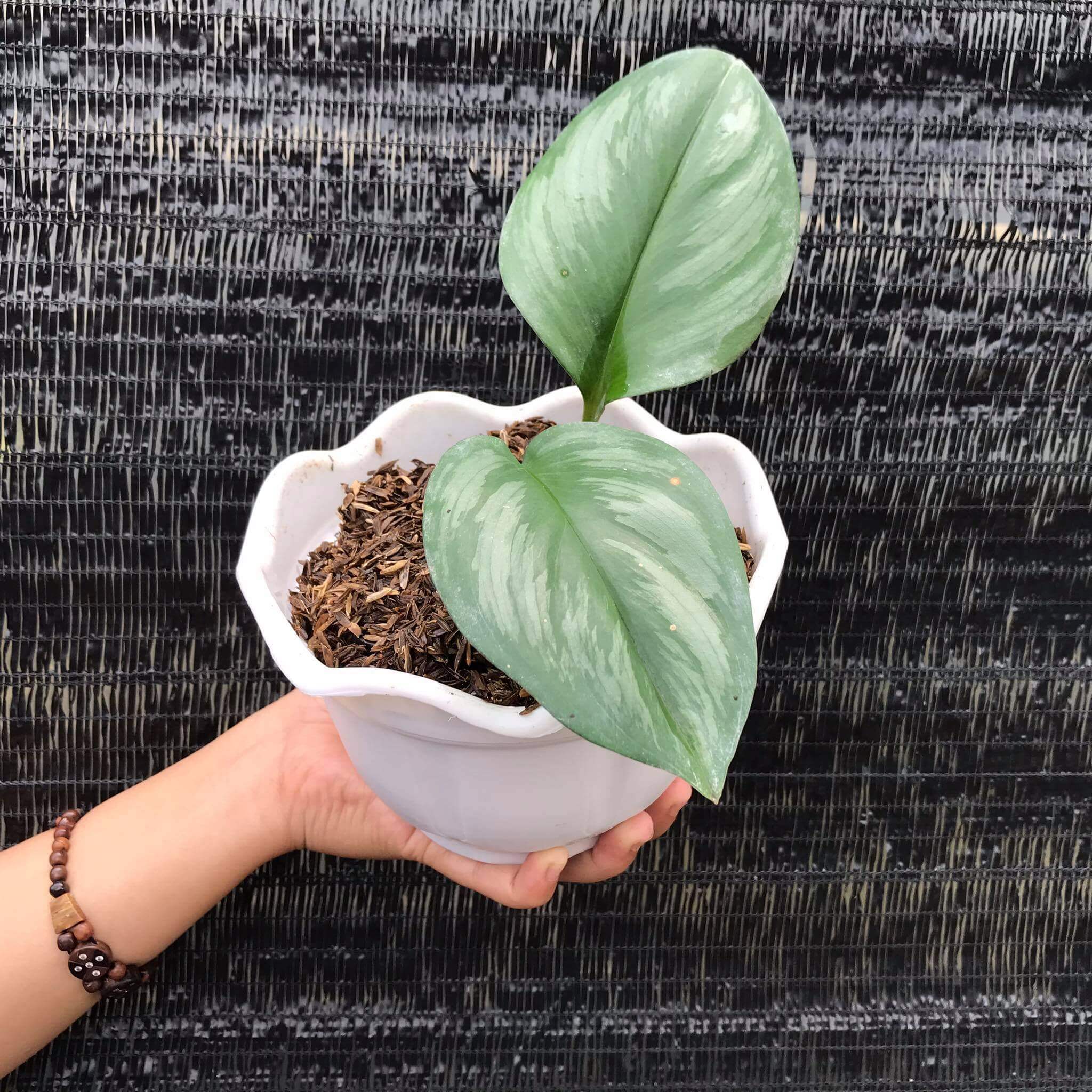 Scindapsus officinalis (Roxb.) Schott. - Borneo Aquatic