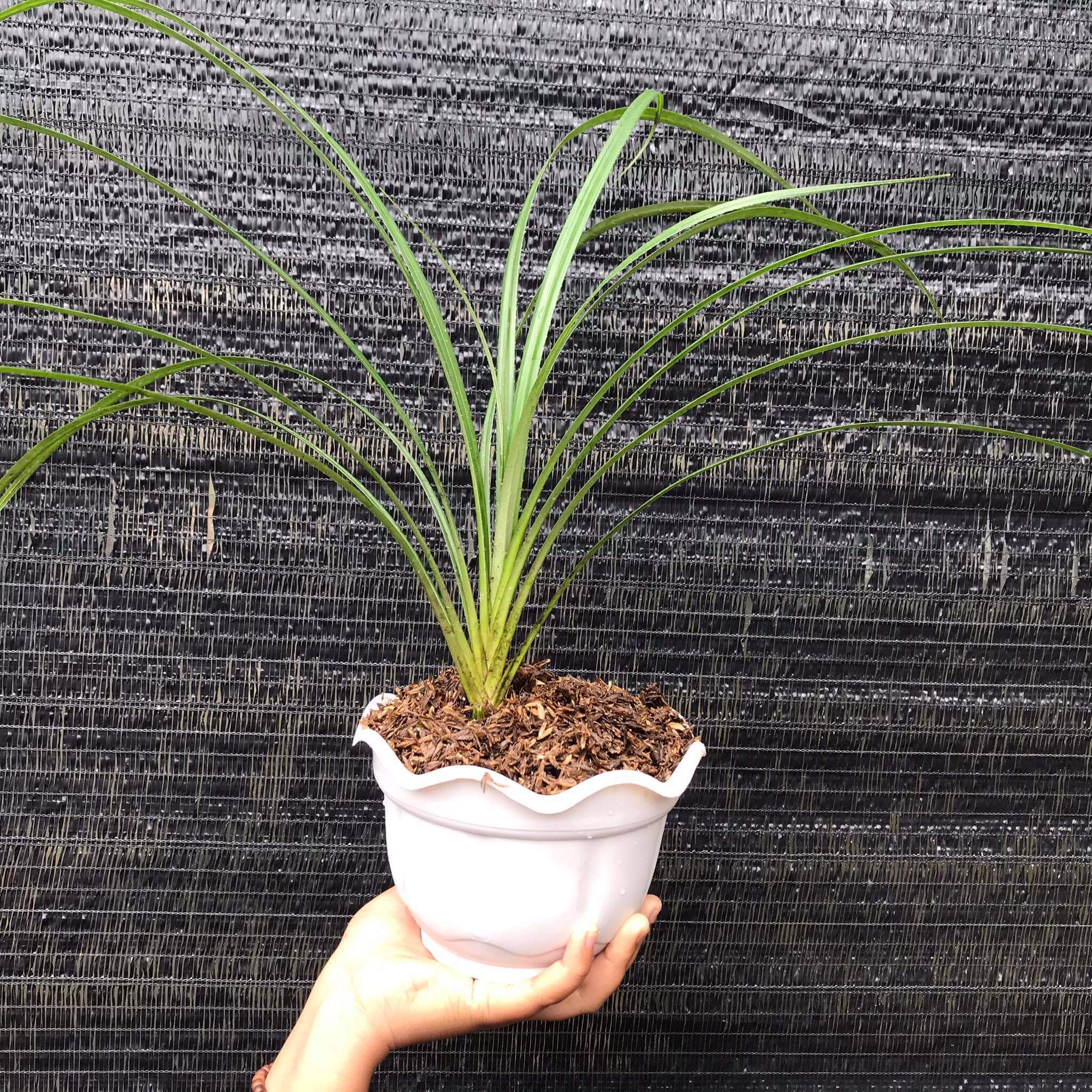 Pandanus sp. - Borneo Aquatic