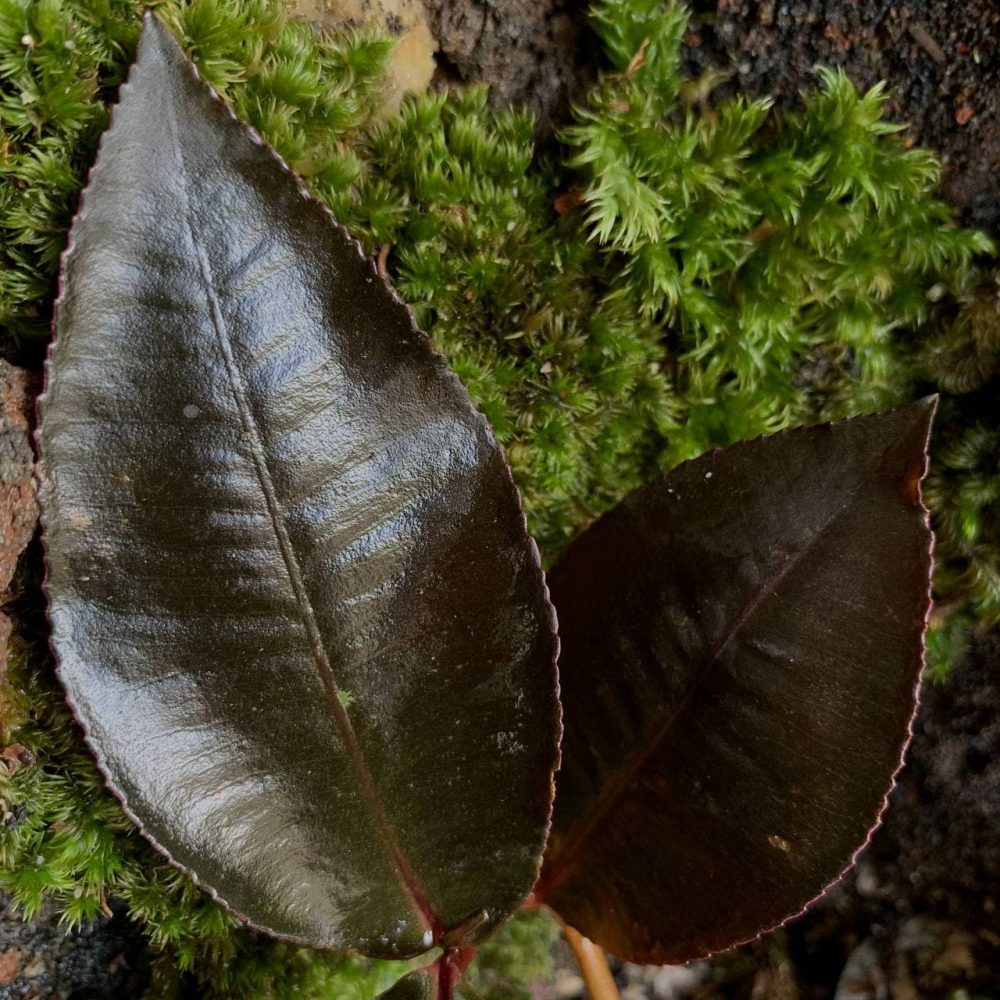 Labisia Archives - Borneo Aquatic