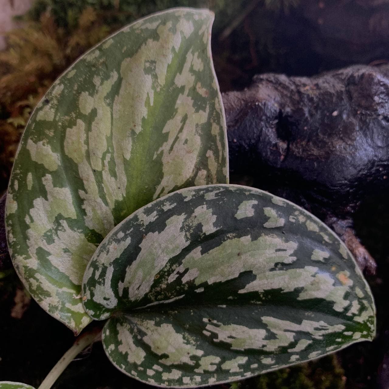 Scindapsus sp. Pictus - Borneo Aquatic