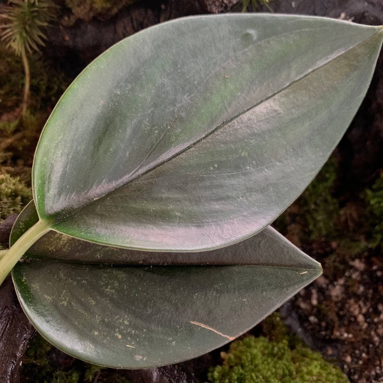Scindapsus sp. Treubii Dark - Borneo Aquatic