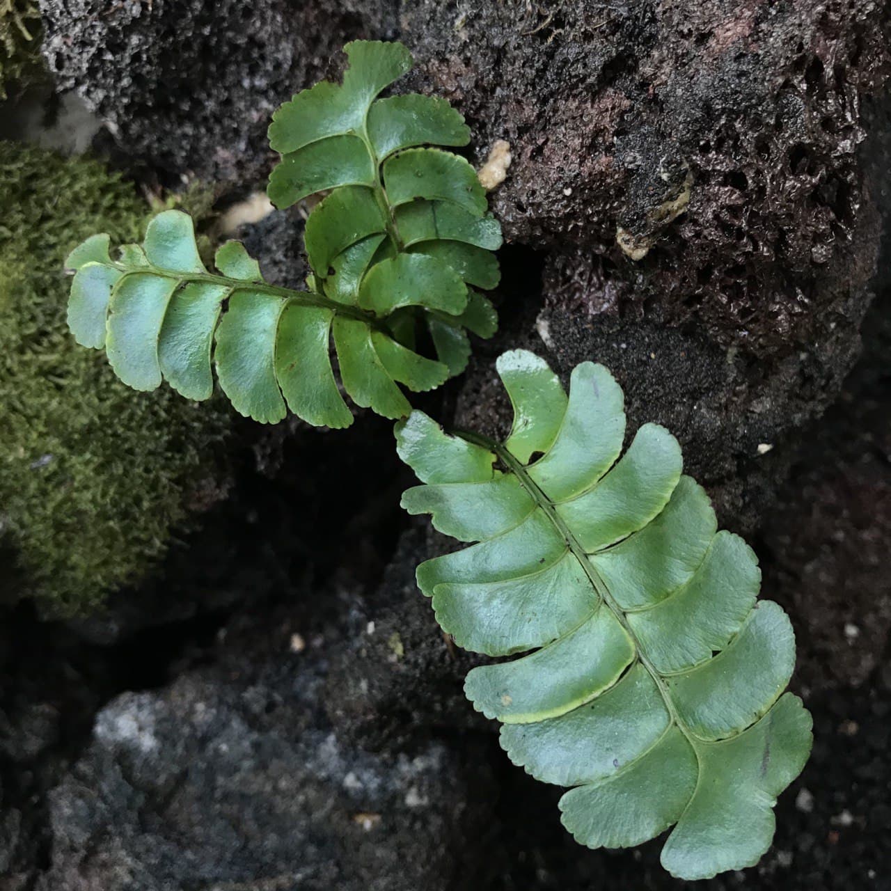 Lindsaea Doryphora - Borneo Aquatic