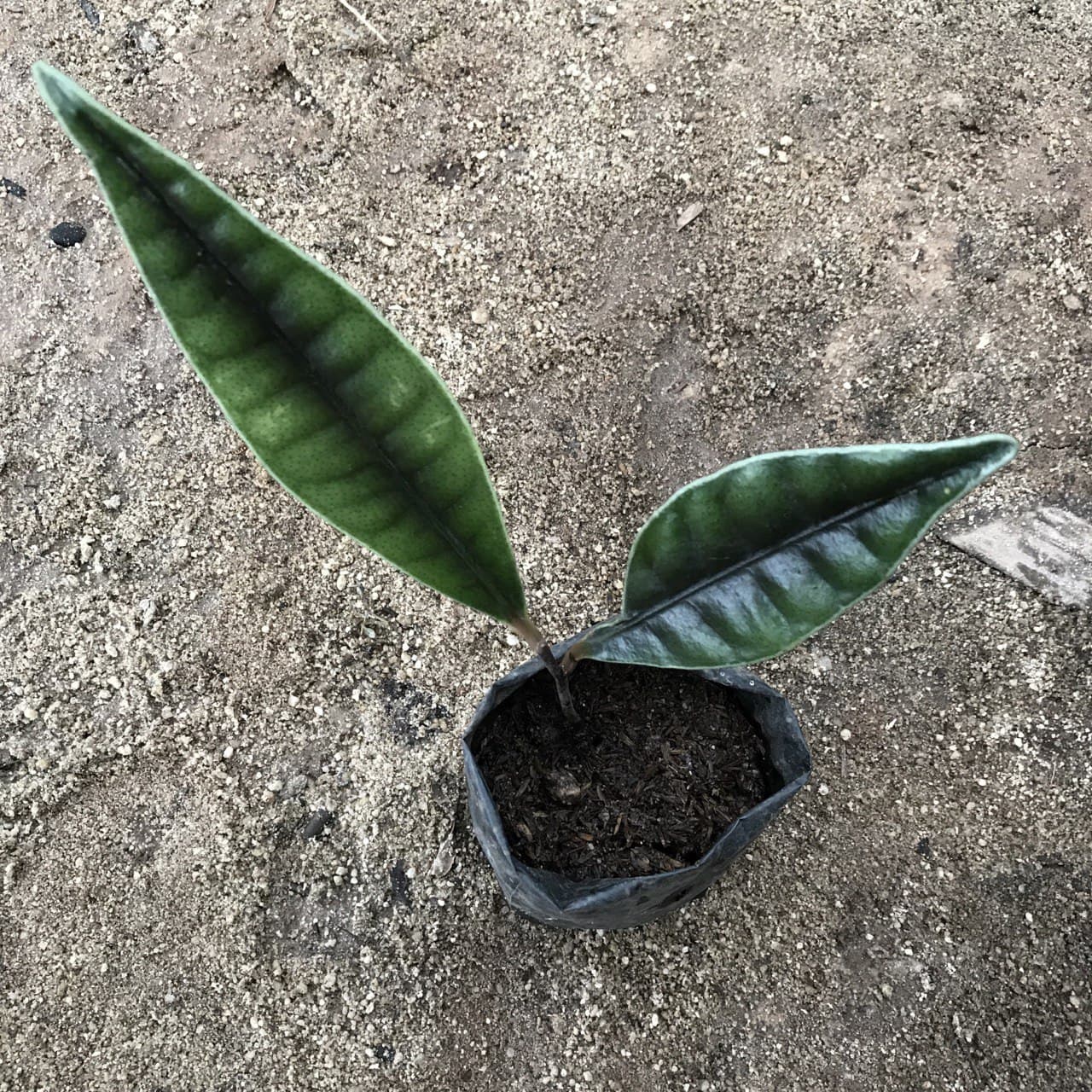 Labisia Potan - Borneo Aquatic