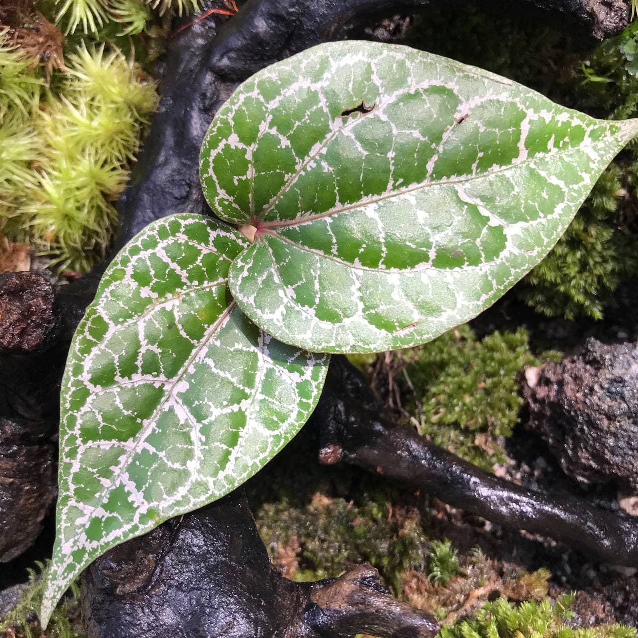 Piper Ornatum (Crocatum) - Borneo Aquatic