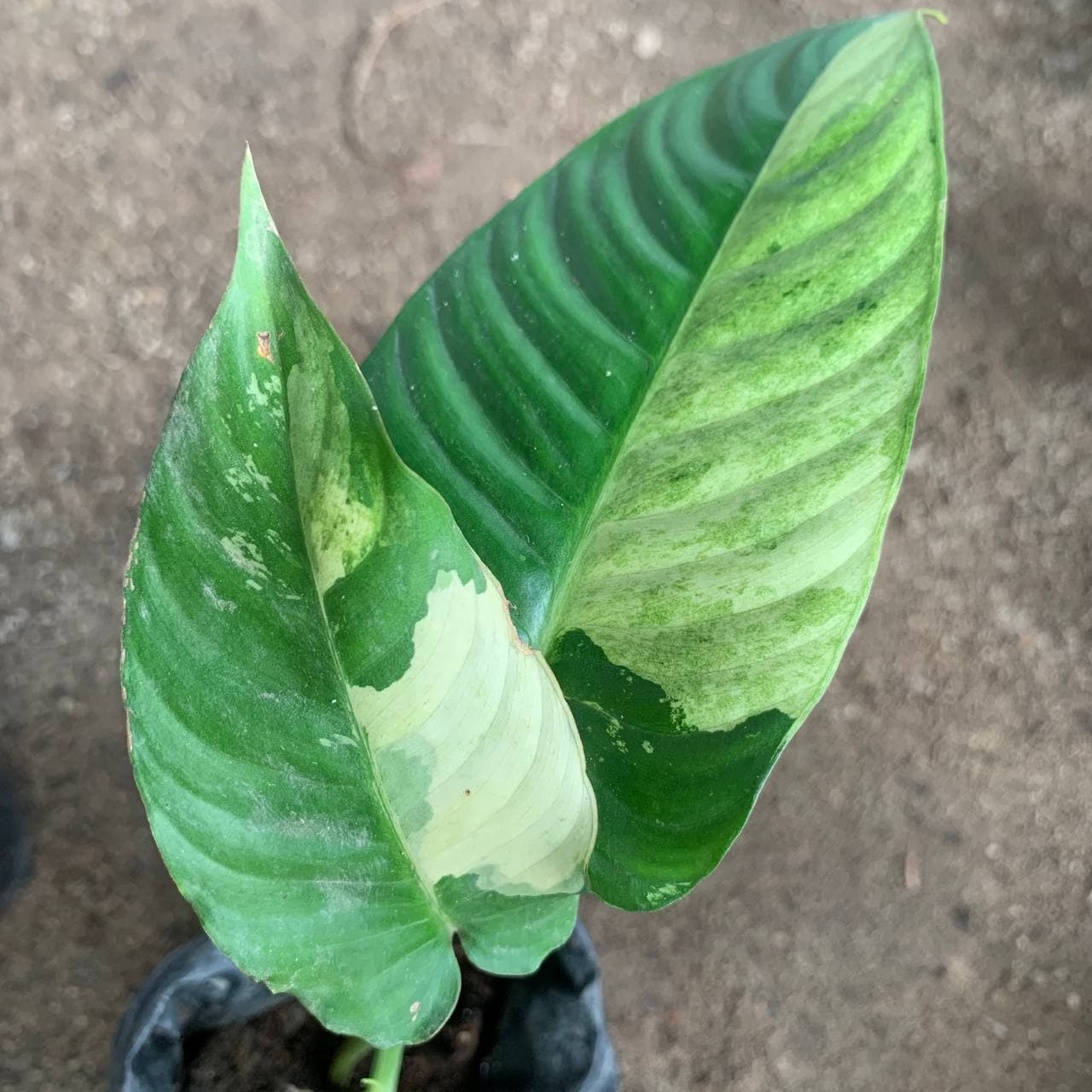 Schismatoglottis Motleyana Sekadau - Borneo Aquatic