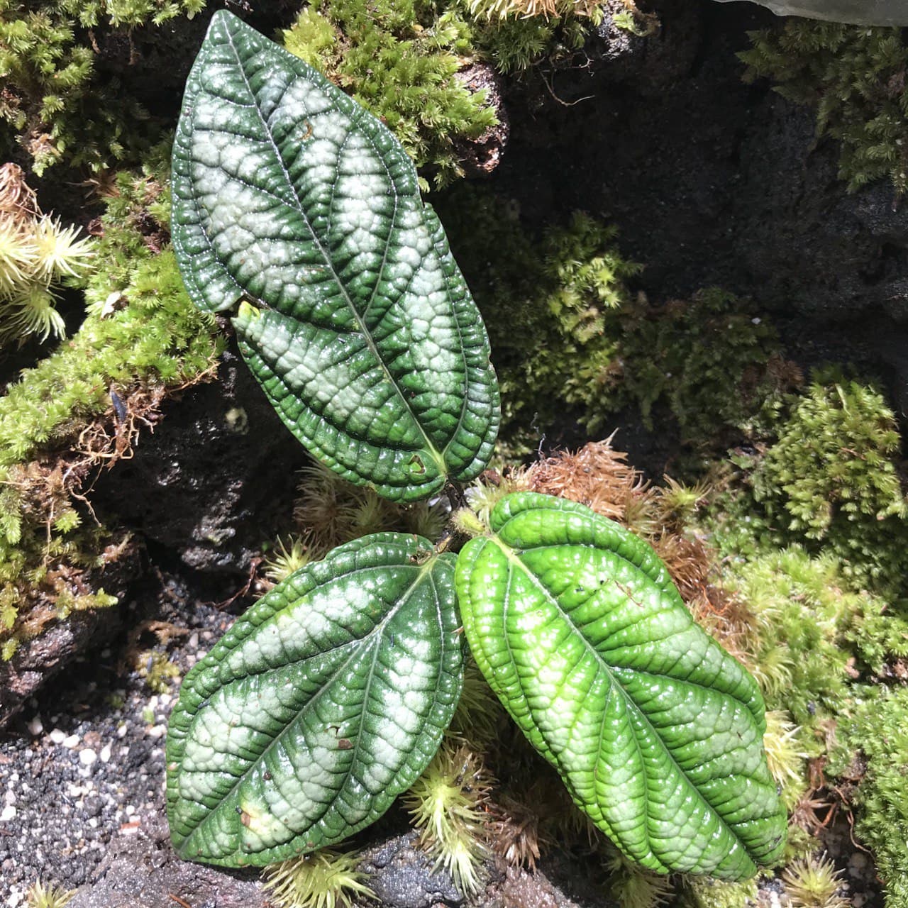 Piper Parmatum Dressler - Borneo Aquatic