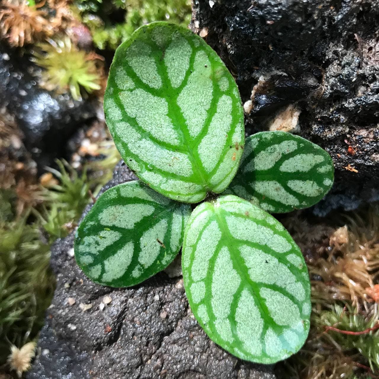Argostemma sp. Sanggau - Borneo Aquatic