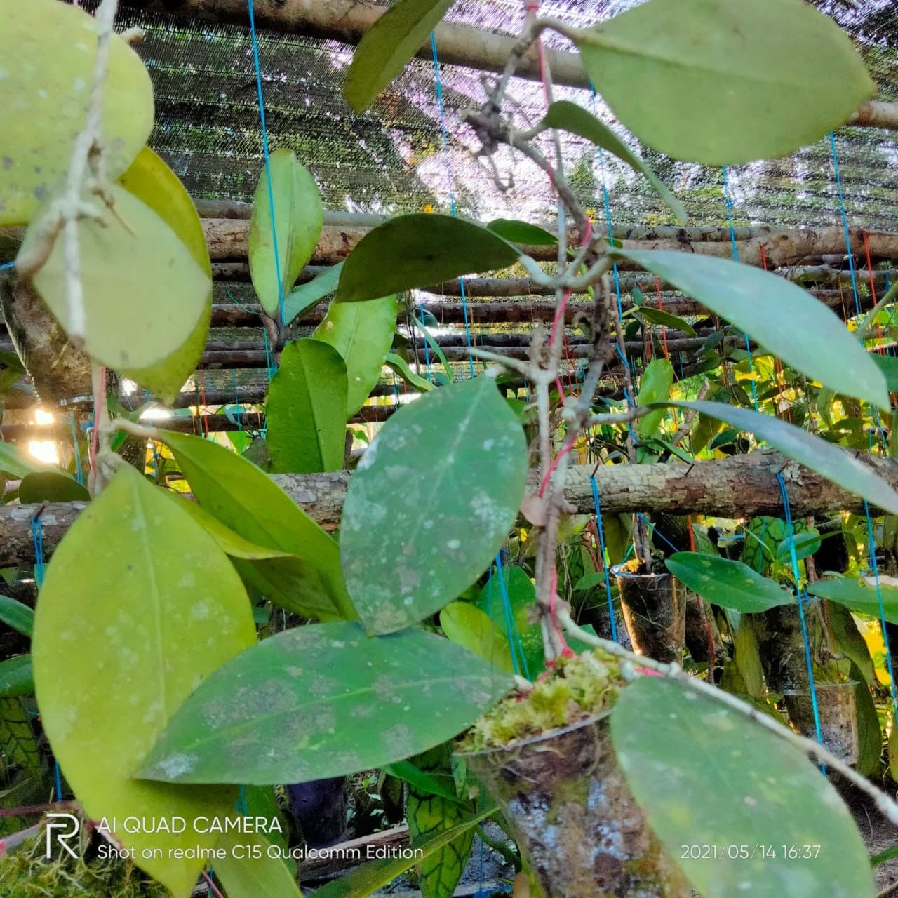 Hoya Mindorensis - Borneo Aquatic