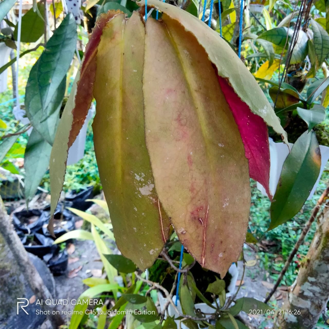 Hoya Undulata - Borneo Aquatic