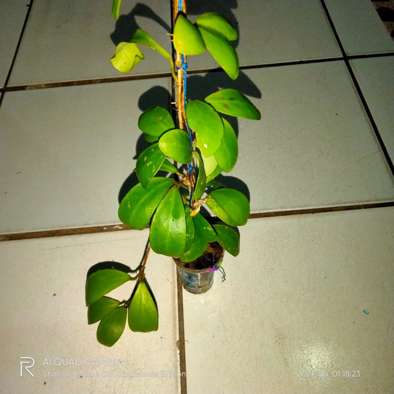 Hoya Incurvula Schltr. - Borneo Aquatic