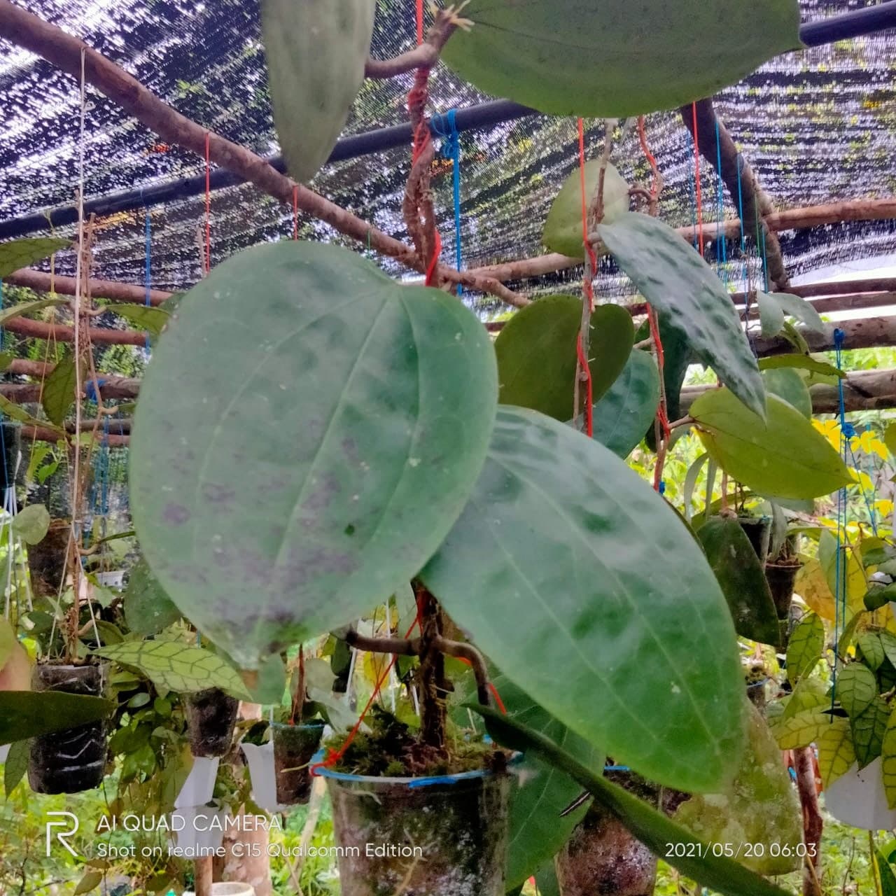 Hoya Glabra - Borneo Aquatic