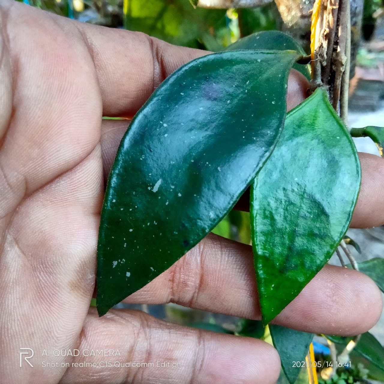 Hoya Revoluta - Borneo Aquatic