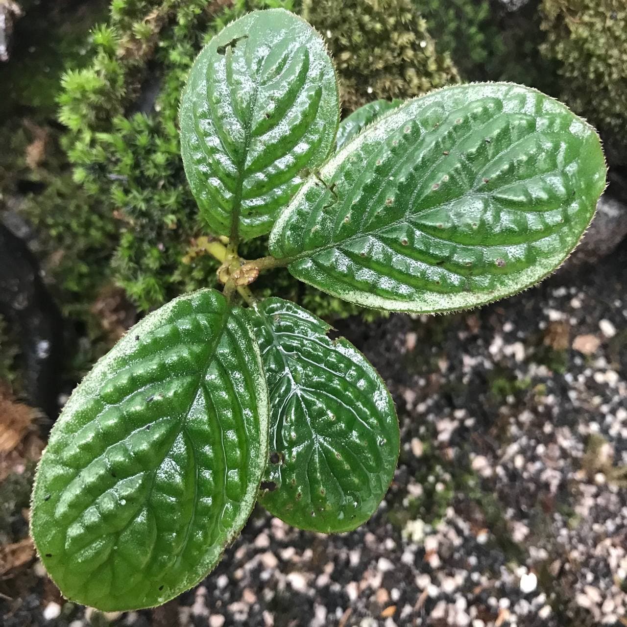 Acranthera Collina - Borneo Aquatic