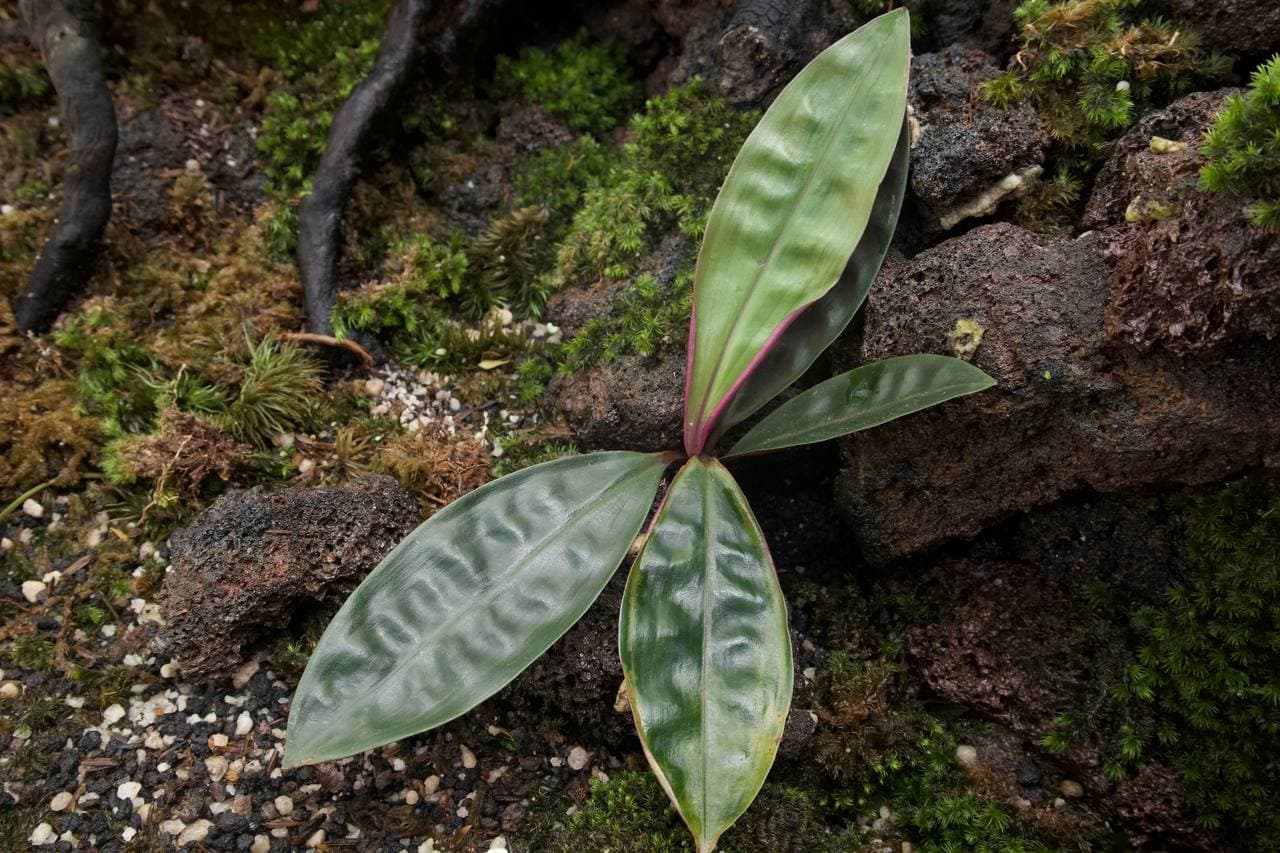 Labisia sp. Purple (commelinaceae) - Borneo Aquatic