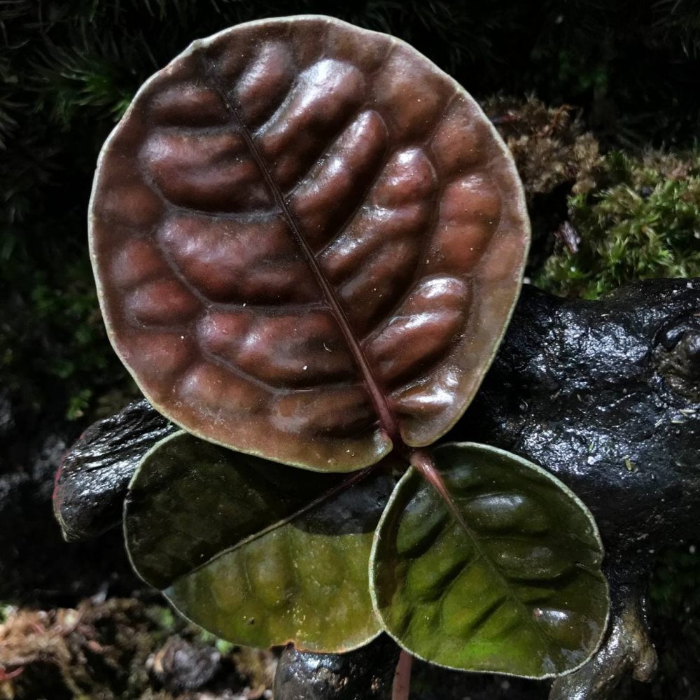 Labisia Archives - Borneo Aquatic