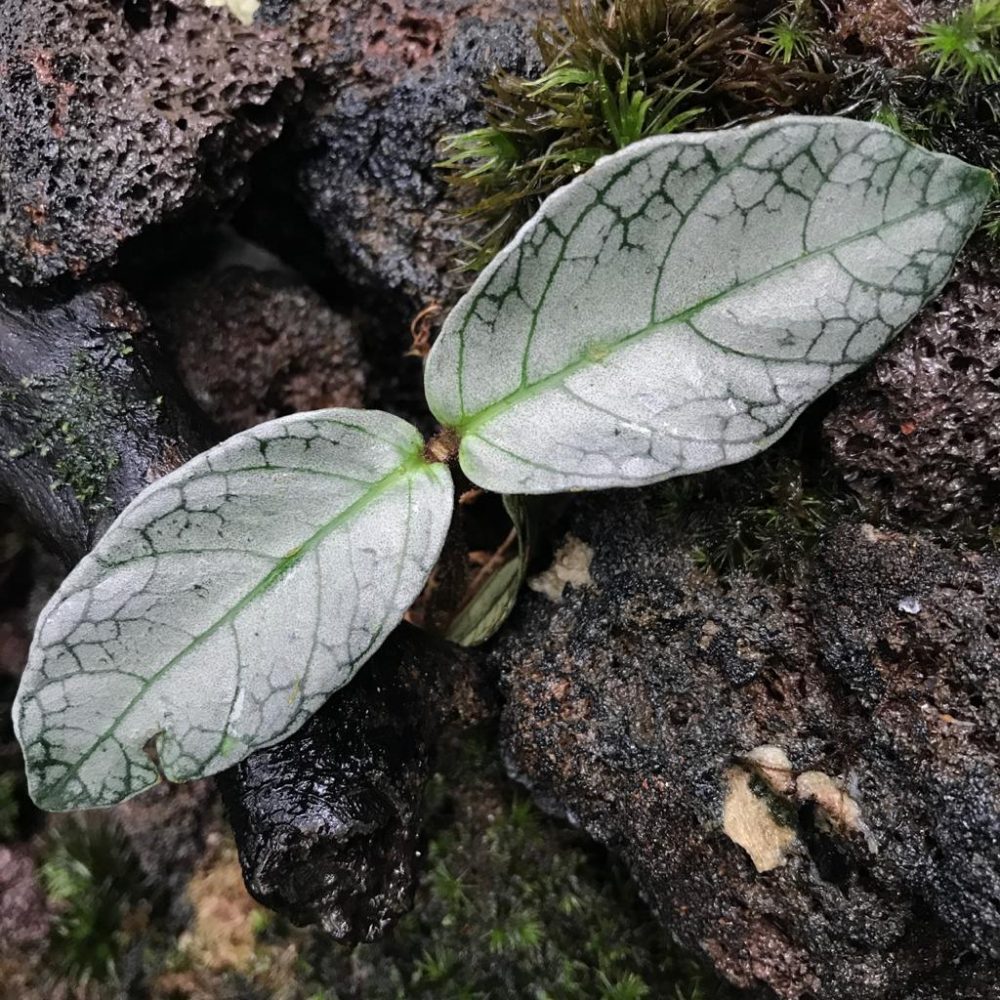 Argostemma Archives - Borneo Aquatic