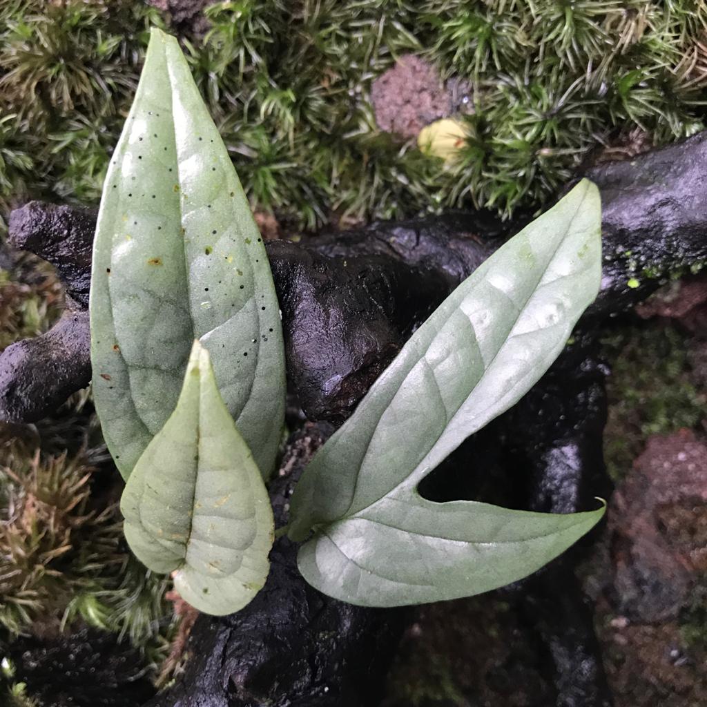 Amydrium Medium Silver - Borneo Aquatic