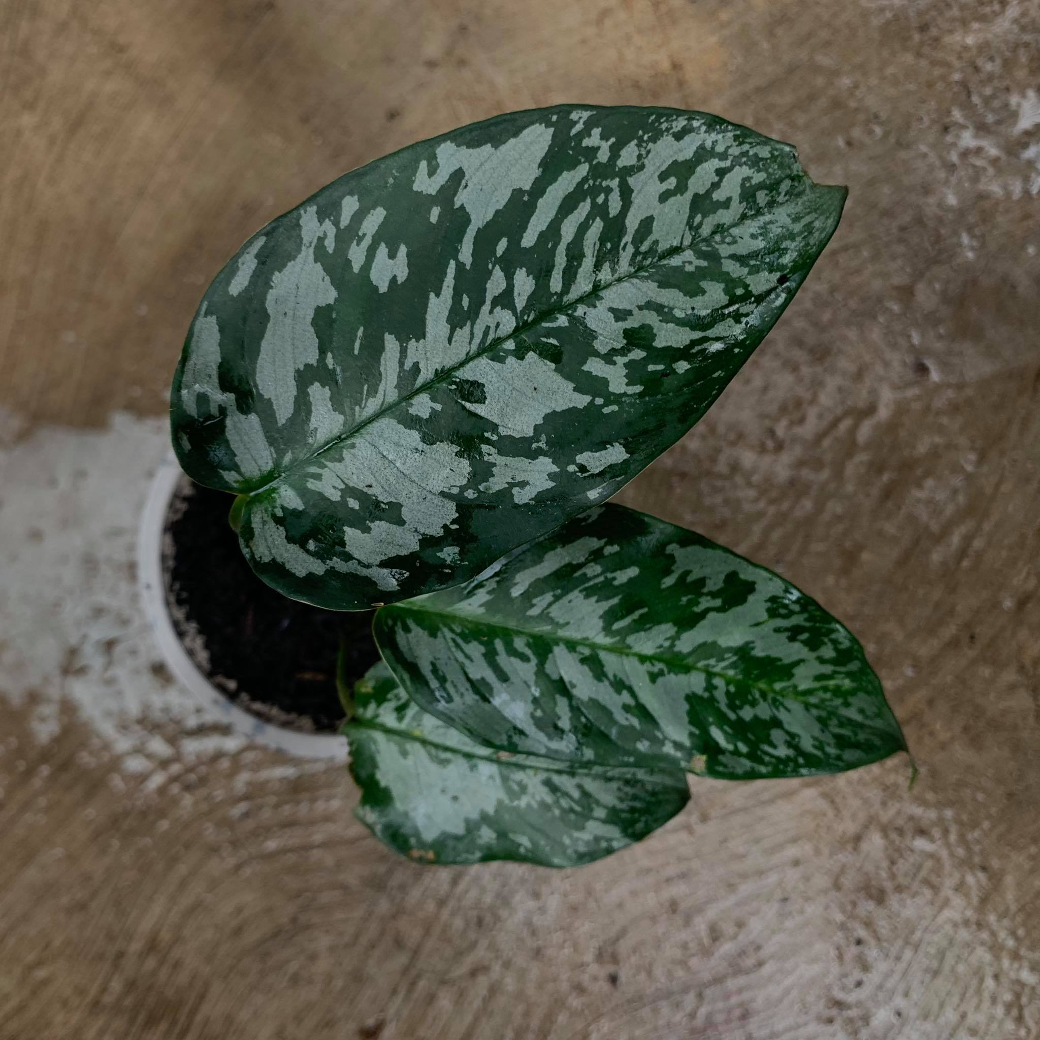 Homalomena Army - Borneo Aquatic