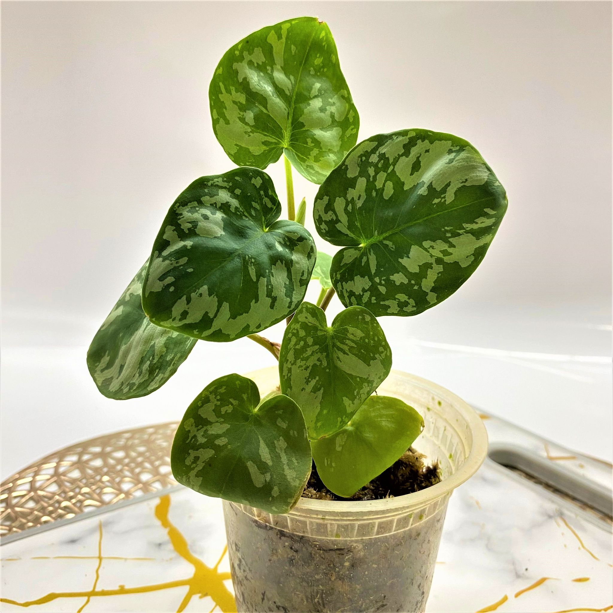 Homalomena sp. Army - Borneo Aquatic