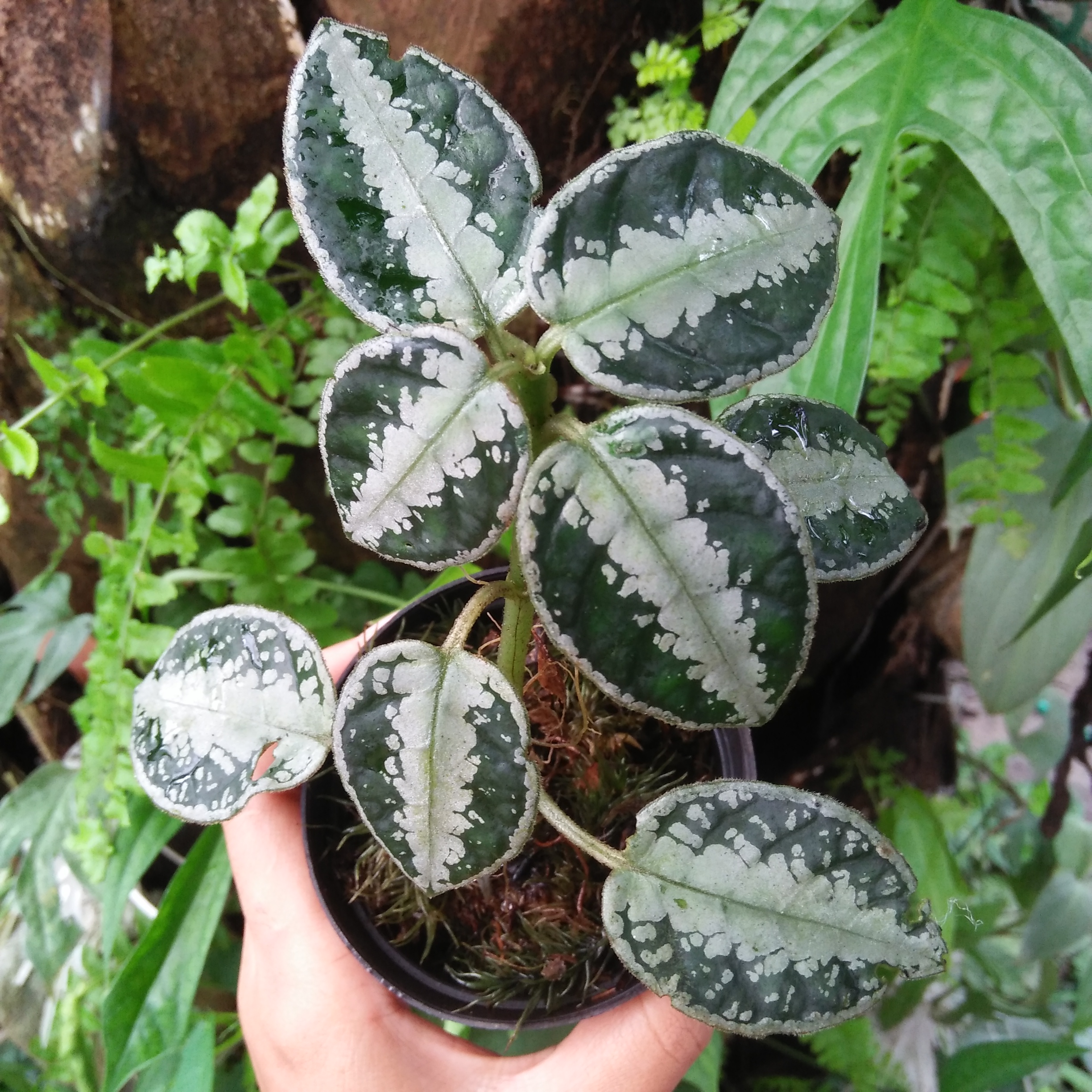 Argostemma sp. Snake - Borneo Aquatic