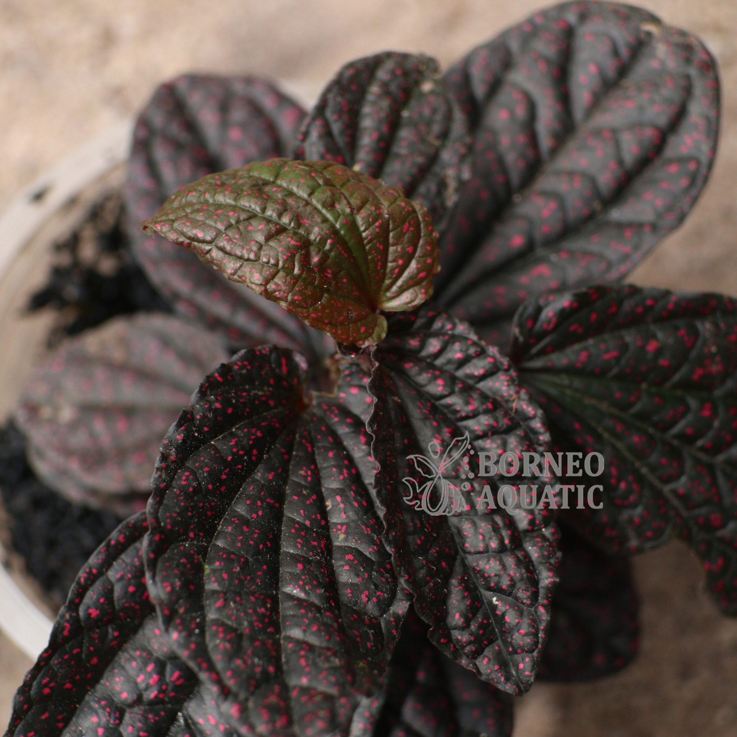 Piper sp. Black Papua - Borneo Aquatic