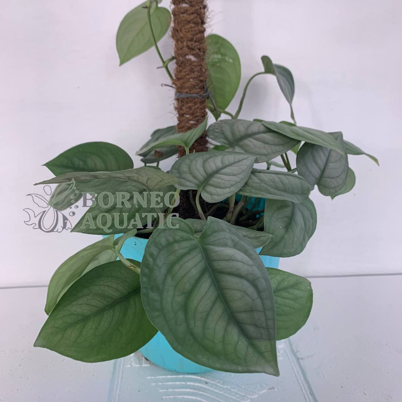 Anadendrum Affine - Borneo Aquatic