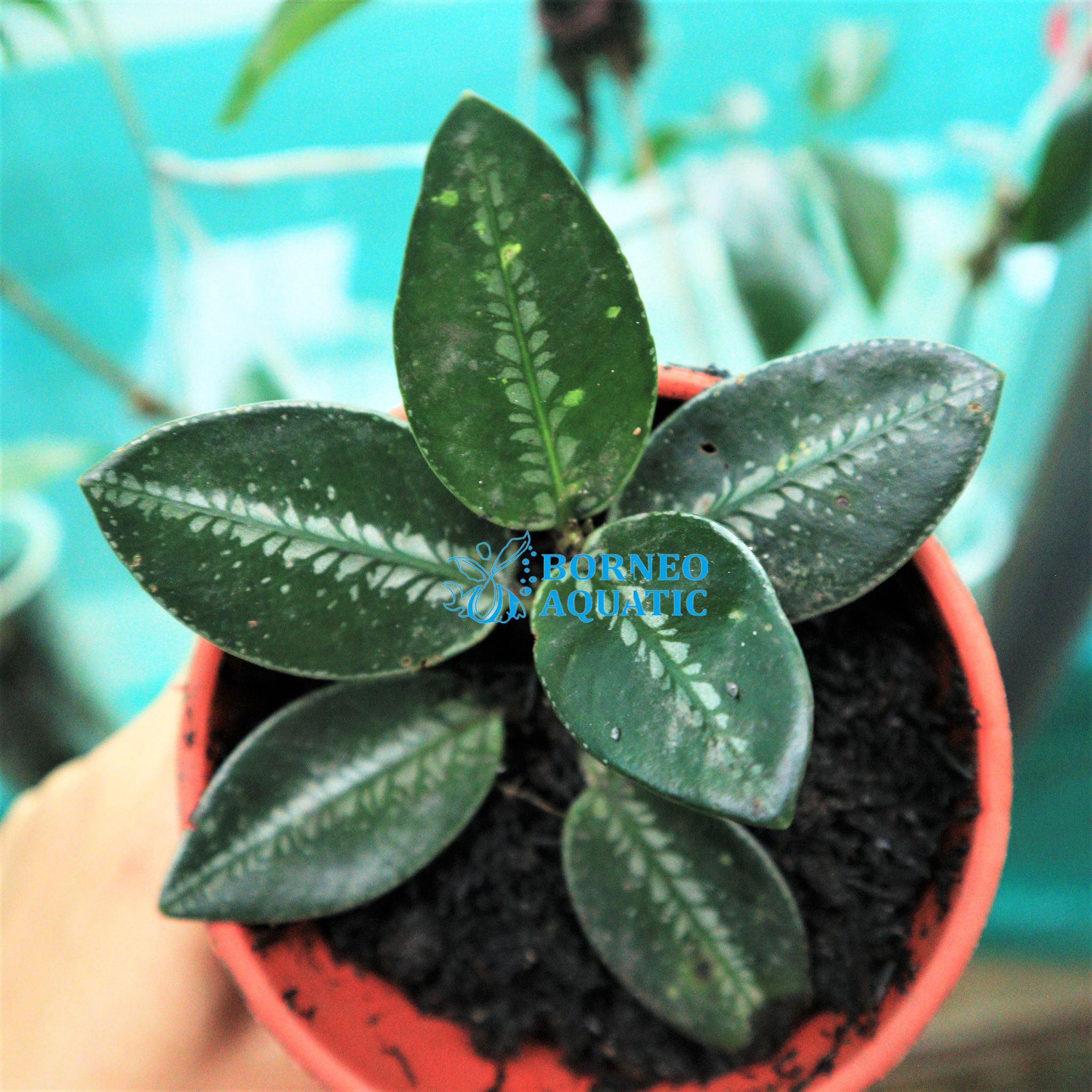 Argostemma sp. Dark Green - Borneo Aquatic