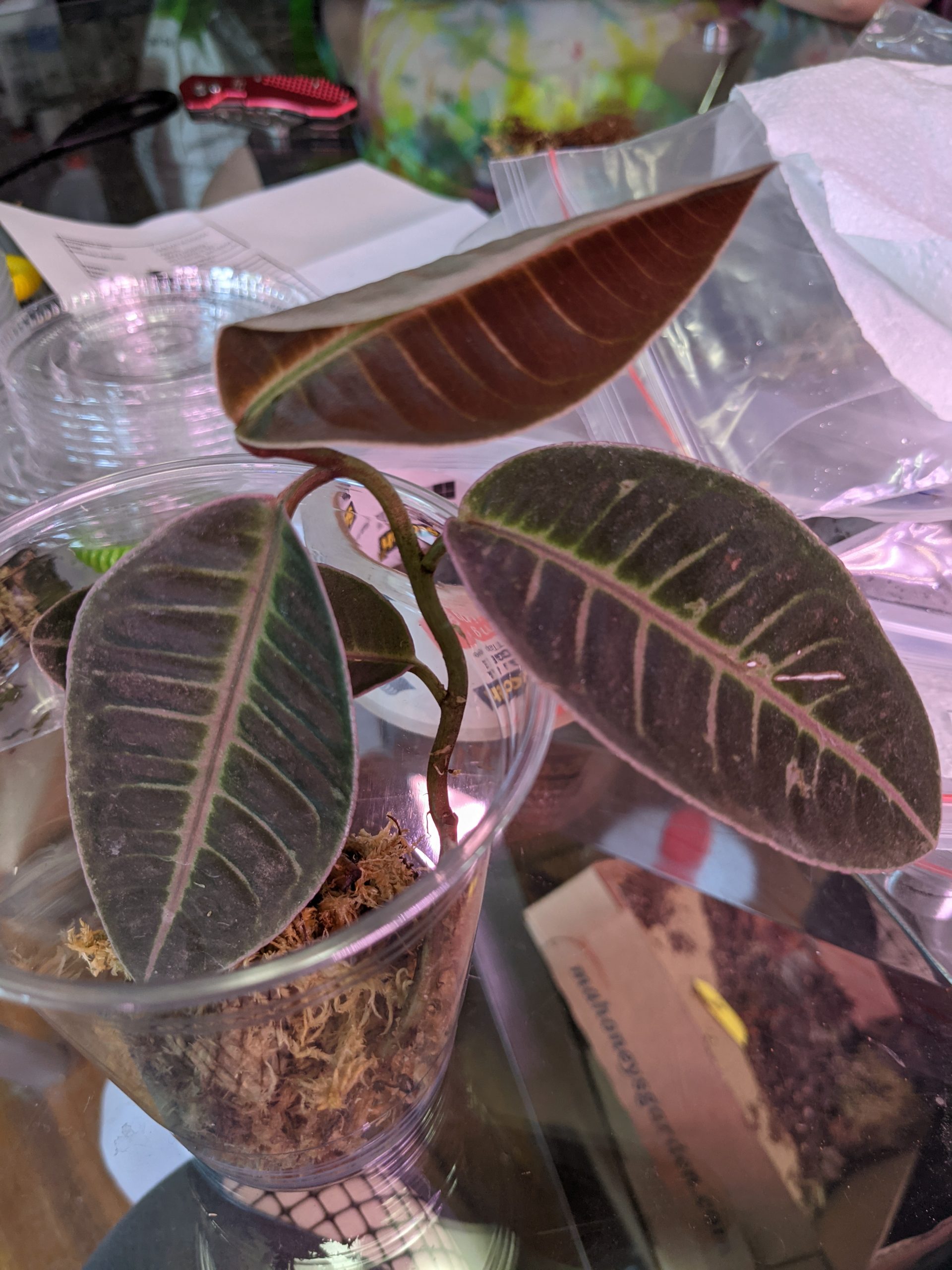 Megan Bunker - Borneo Aquatic