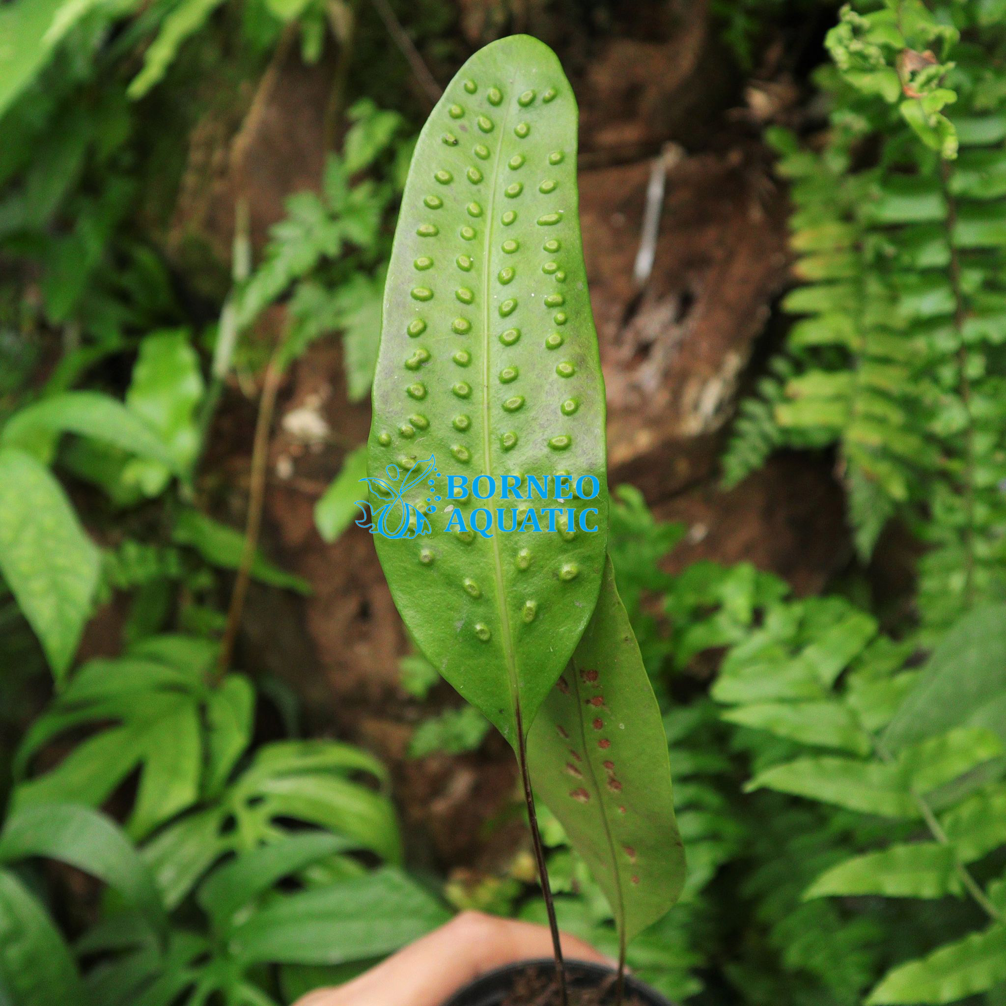 Aglaomorpha sp. Borneo - Borneo Aquatic