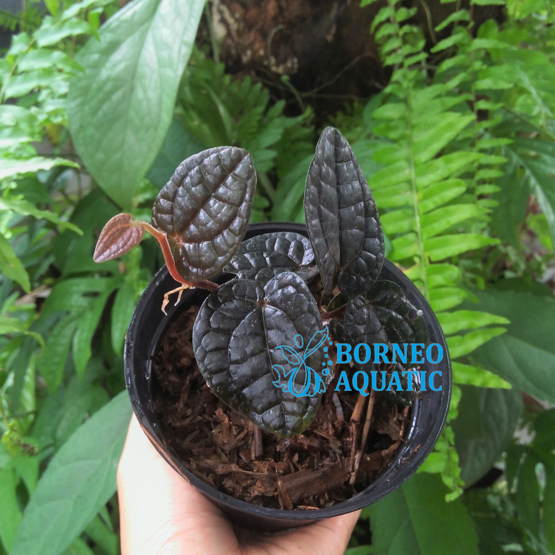 Piper sp. Papua Hitam - Borneo Aquatic