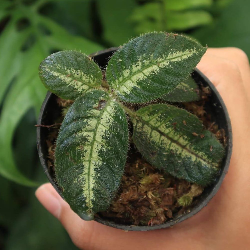 Labisia Archives - Borneo Aquatic