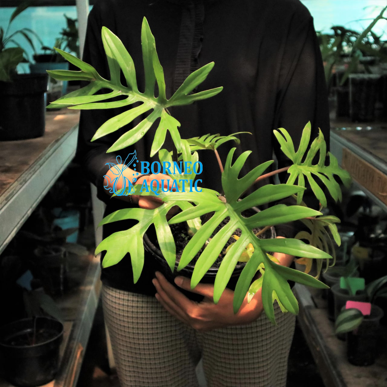 Philodendron Mayoi - Borneo Aquatic