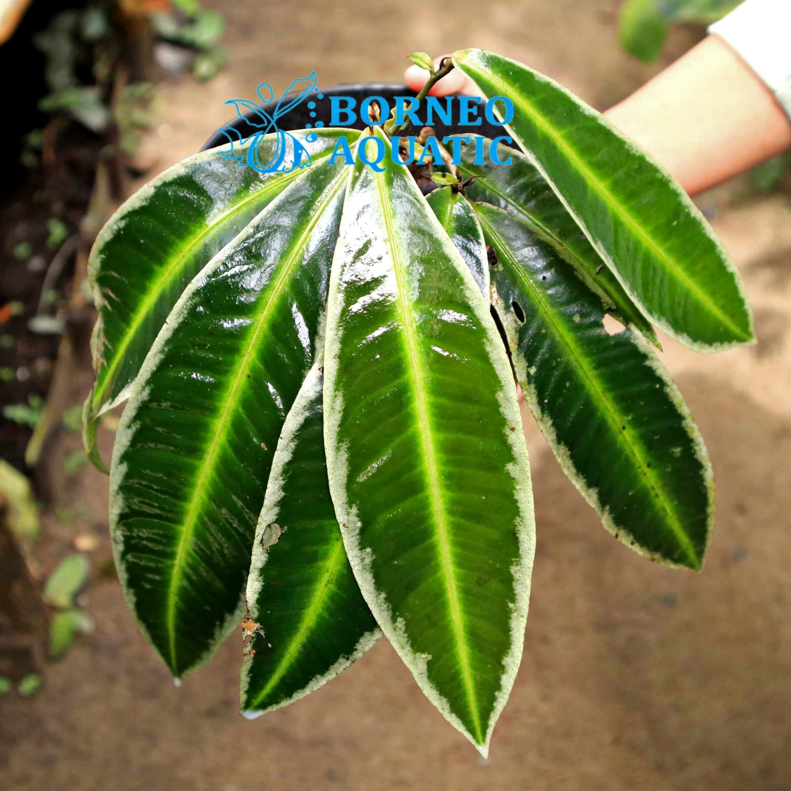 Labisia sp. White Line - Borneo Aquatic
