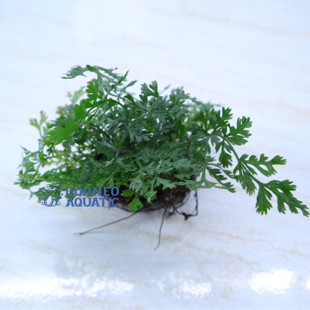 Bolbitis Heteroclita Difformis - Borneo Aquatic