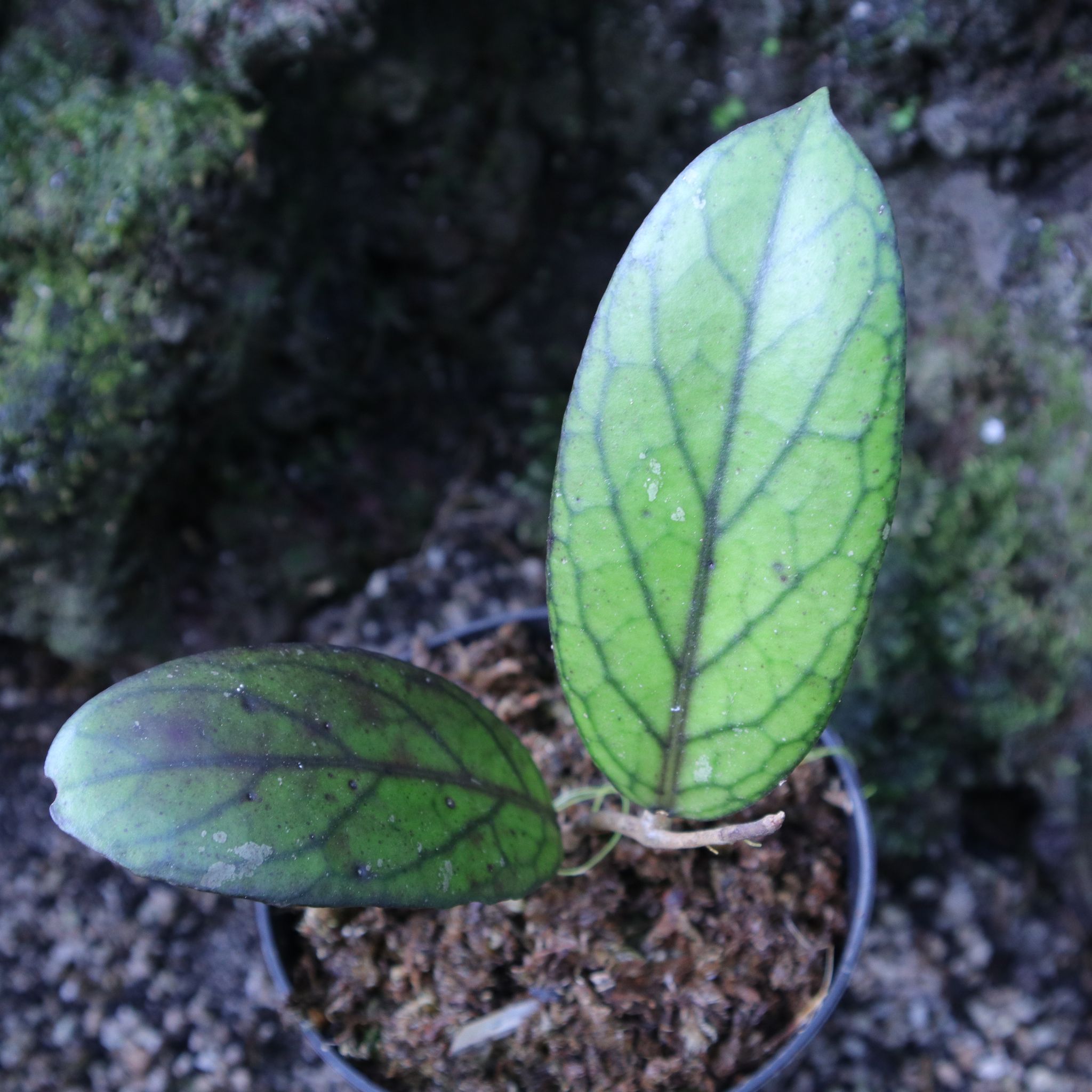 Hoya Tanggamus - Borneo Aquatic