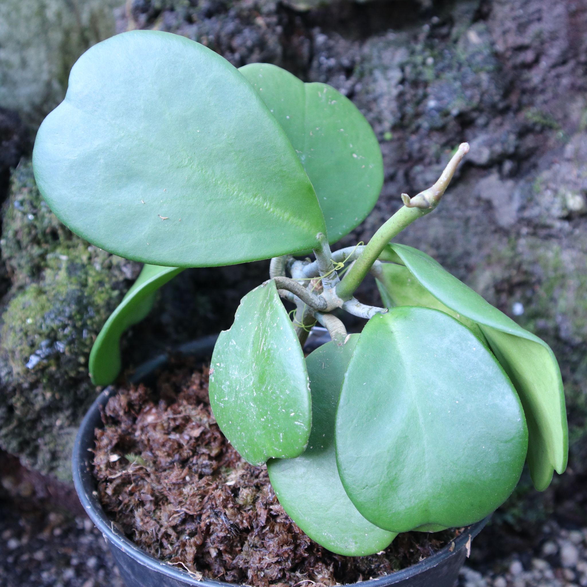 Hoya Kerii Craib - Borneo Aquatic