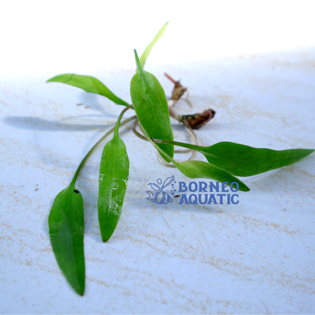 Cryptocoryne Parva - Borneo Aquatic