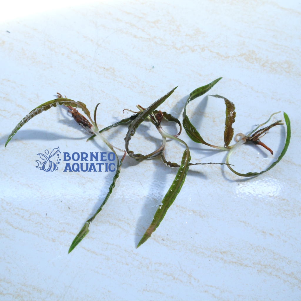 Cryptocoryne Balansae - Borneo Aquatic