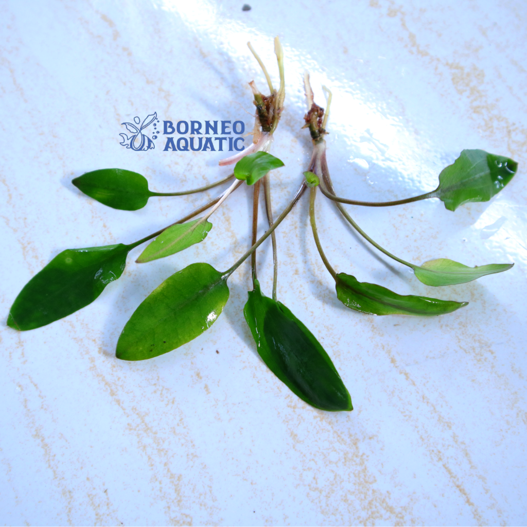 Cryptocoryne Wendtii Green - Borneo Aquatic