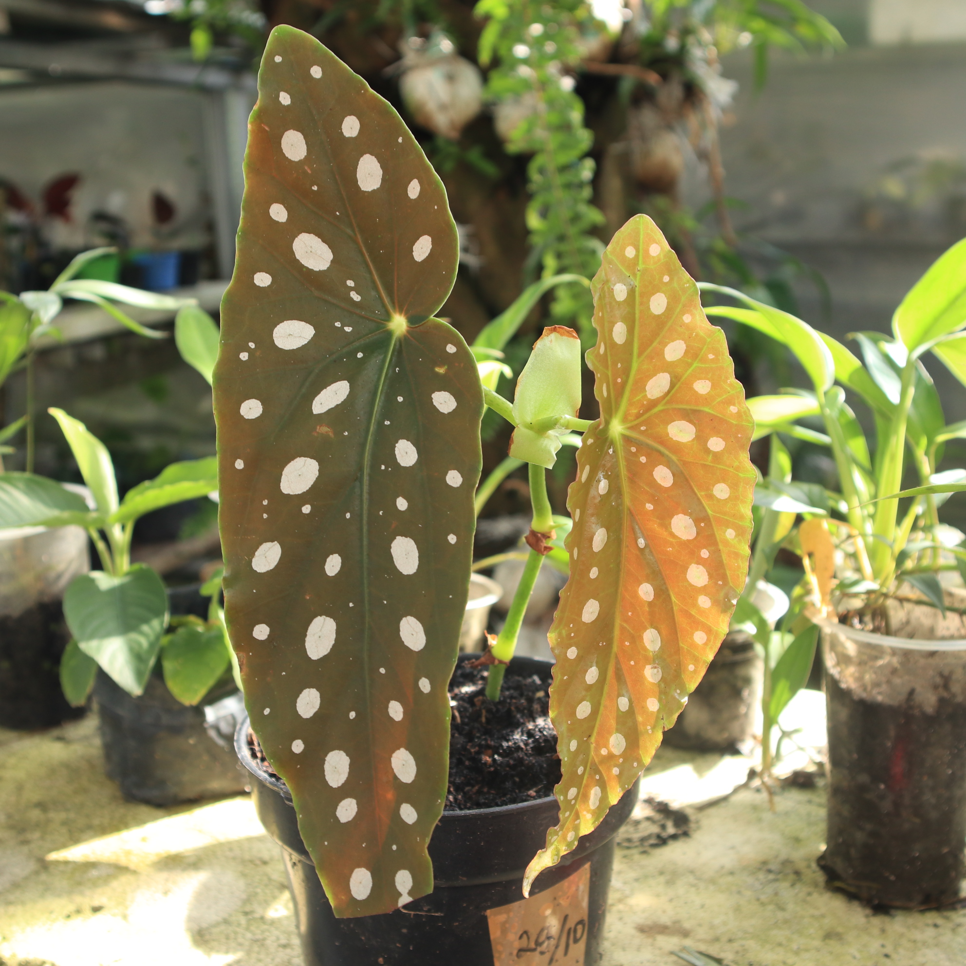 Begonia Maculata (Angel Wing) - Borneo Aquatic