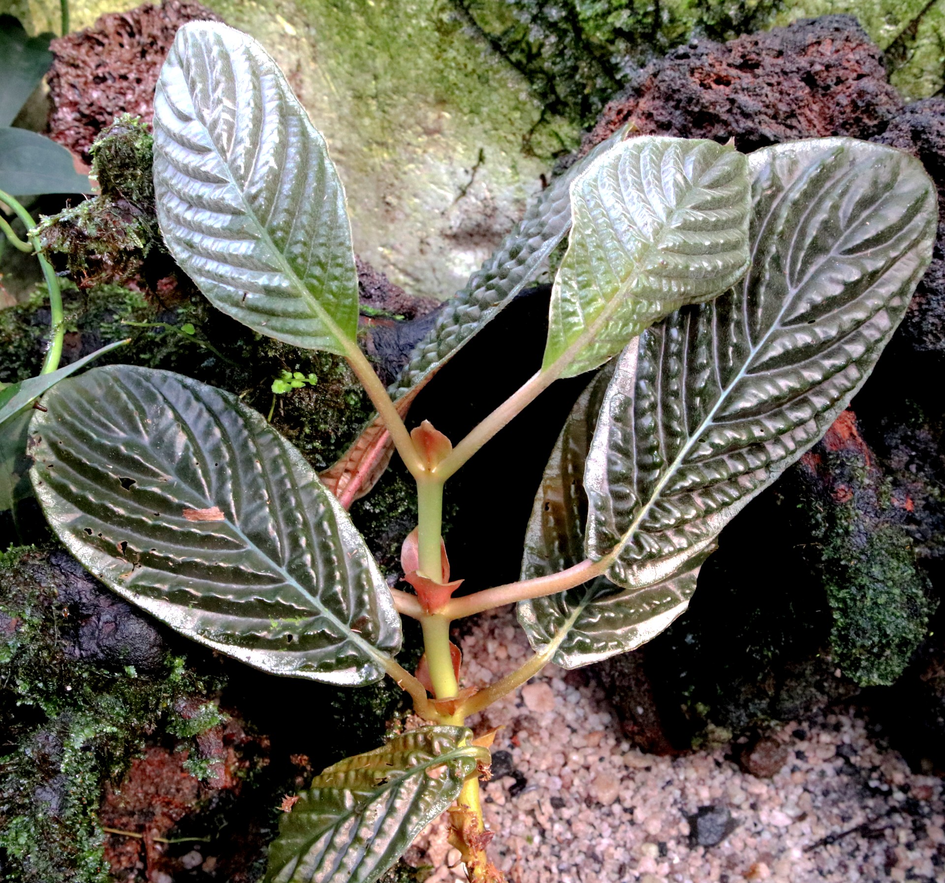 Acranthera Collina Red Metallic - Borneo Aquatic