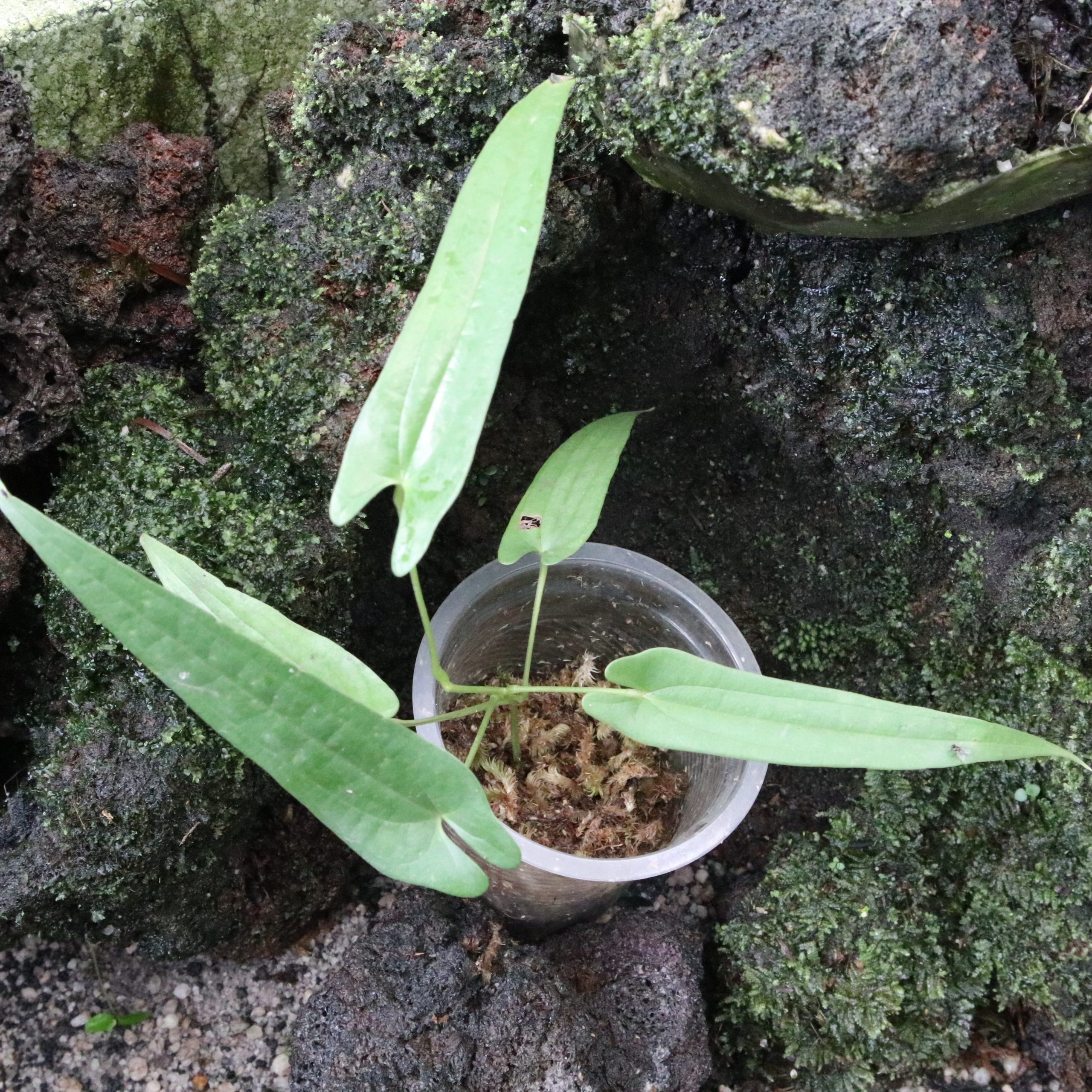 Dioscorea Spiculiflora - Borneo Aquatic