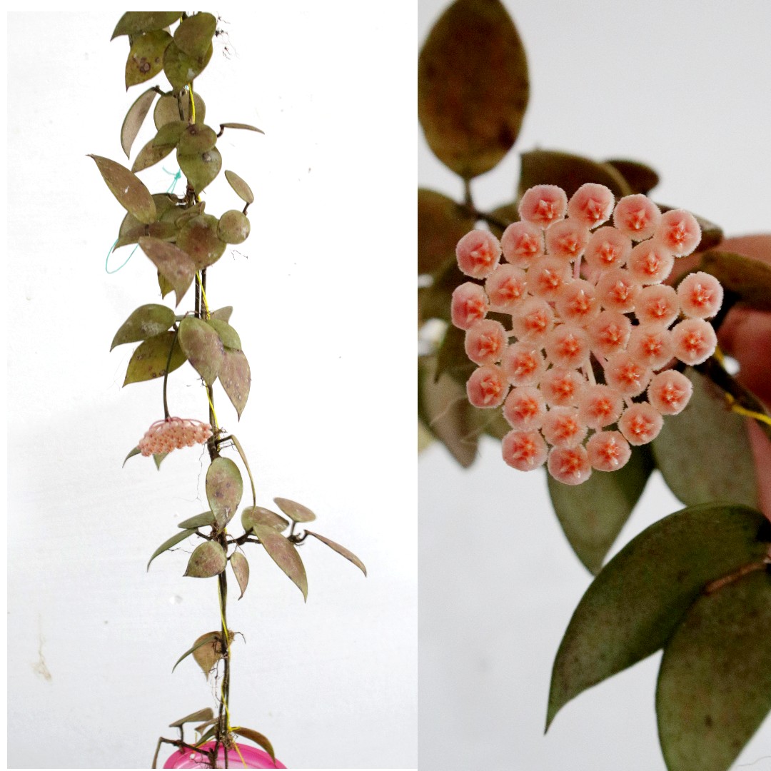 Hoya Walliniana - Borneo Aquatic