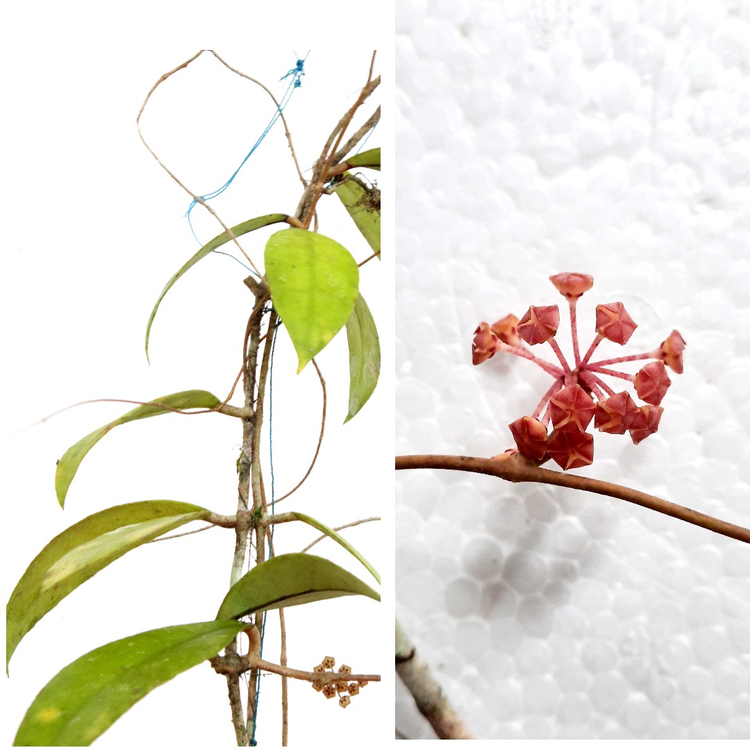 Hoya Finlaysonii Wight. - Borneo Aquatic