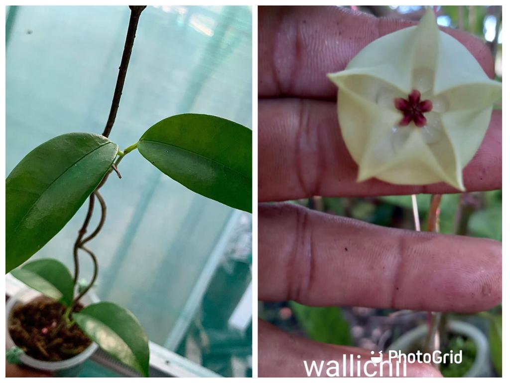 Hoya Wallichiii - Borneo Aquatic