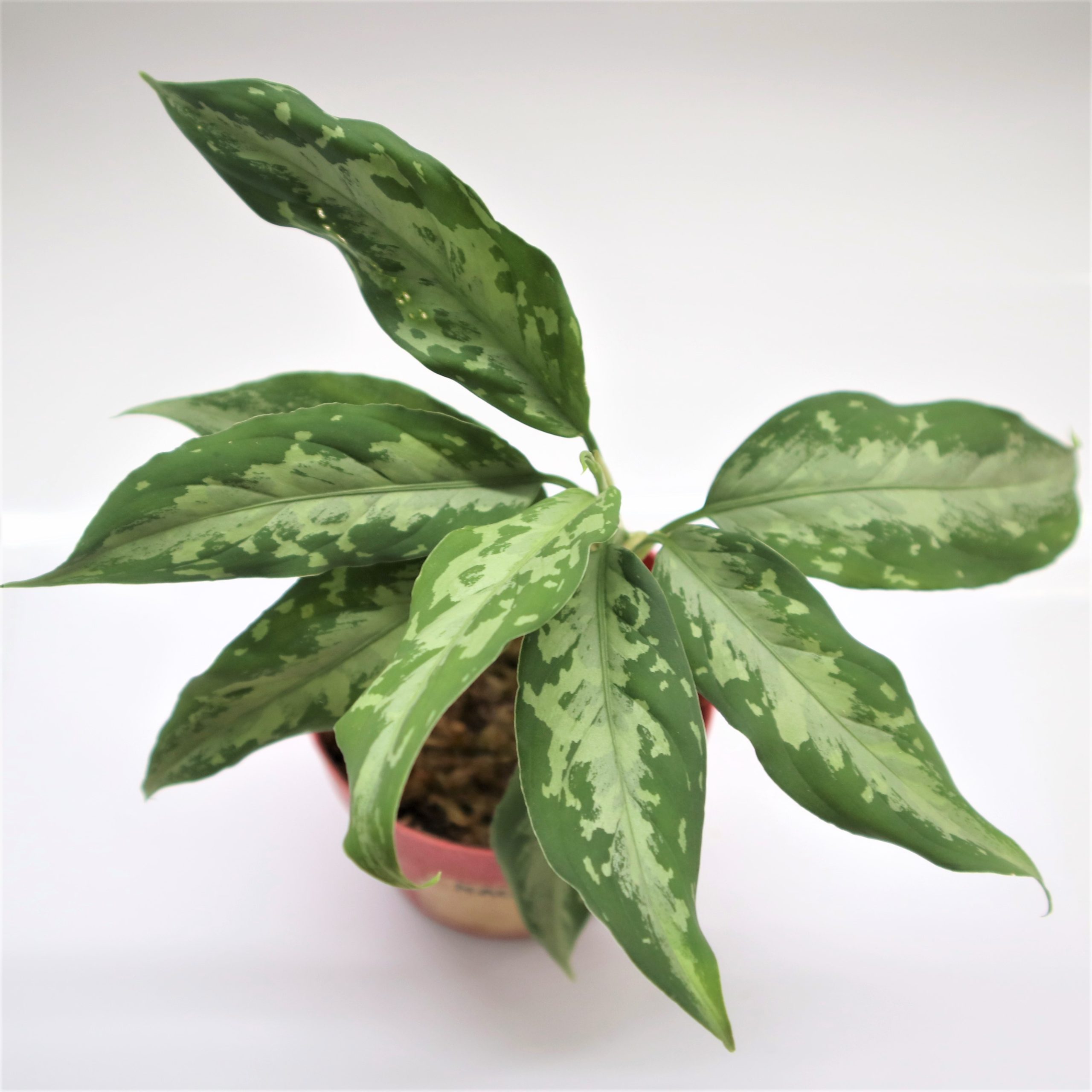 Aglaonema Indo Queen