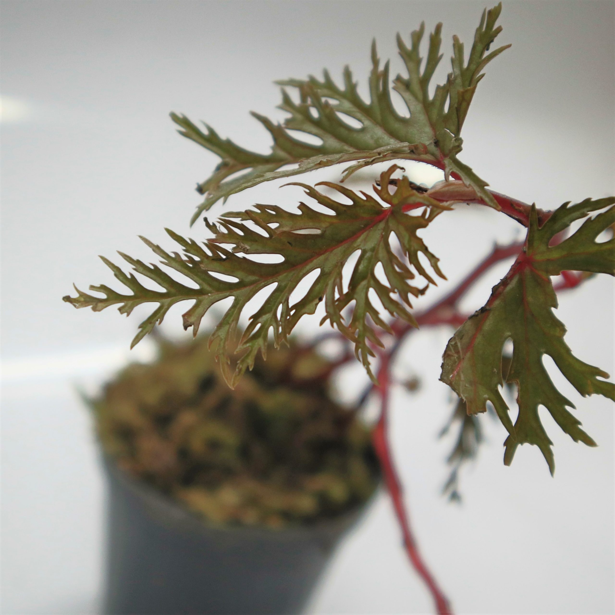 Begonia Bipinnatifida - Borneo Aquatic
