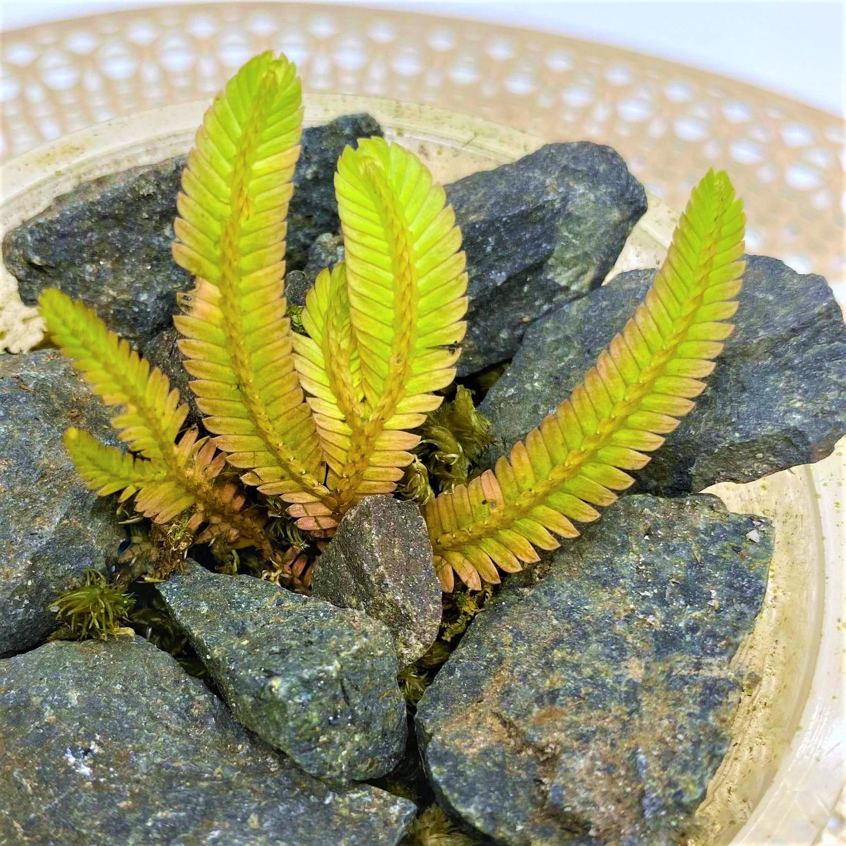 Selaginella Sp Sumatra Borneo Aquatic